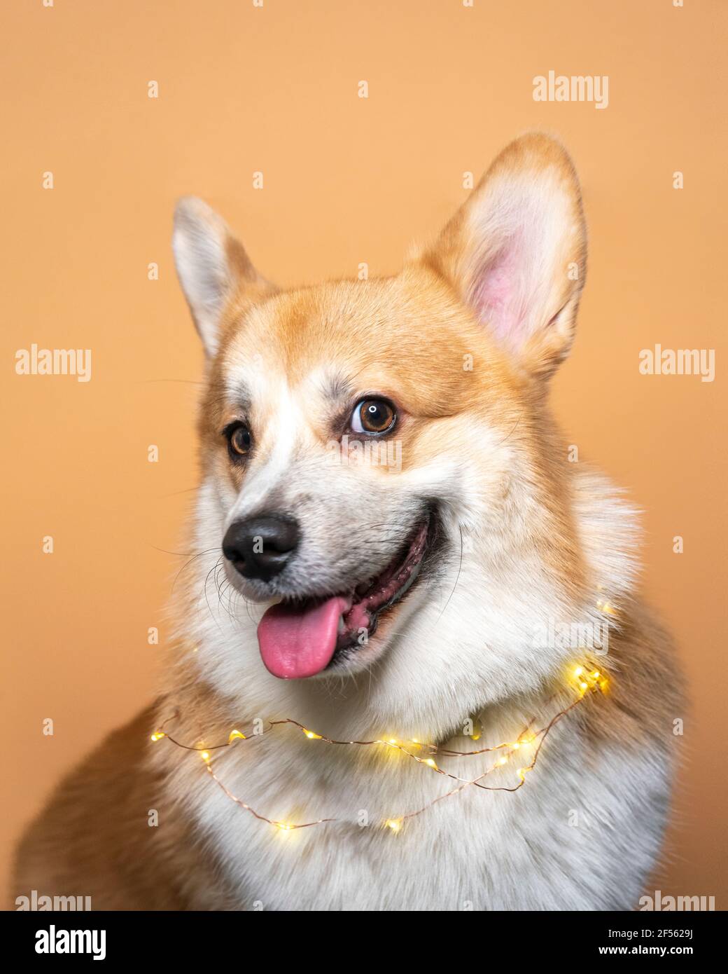 Russia, Studio portrait of corgi wearing glowing Christmas lights Stock ...