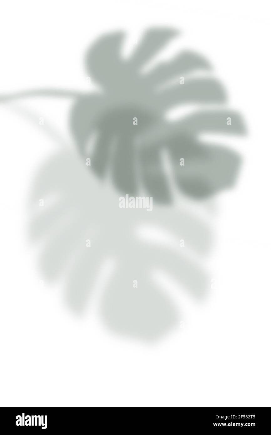 Shadow of Monstera leaf against white background with empty space for ...