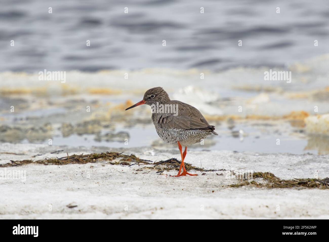 Redshank - feeding along ice at edge of lakeTringa totanus Lake Myvatn ...