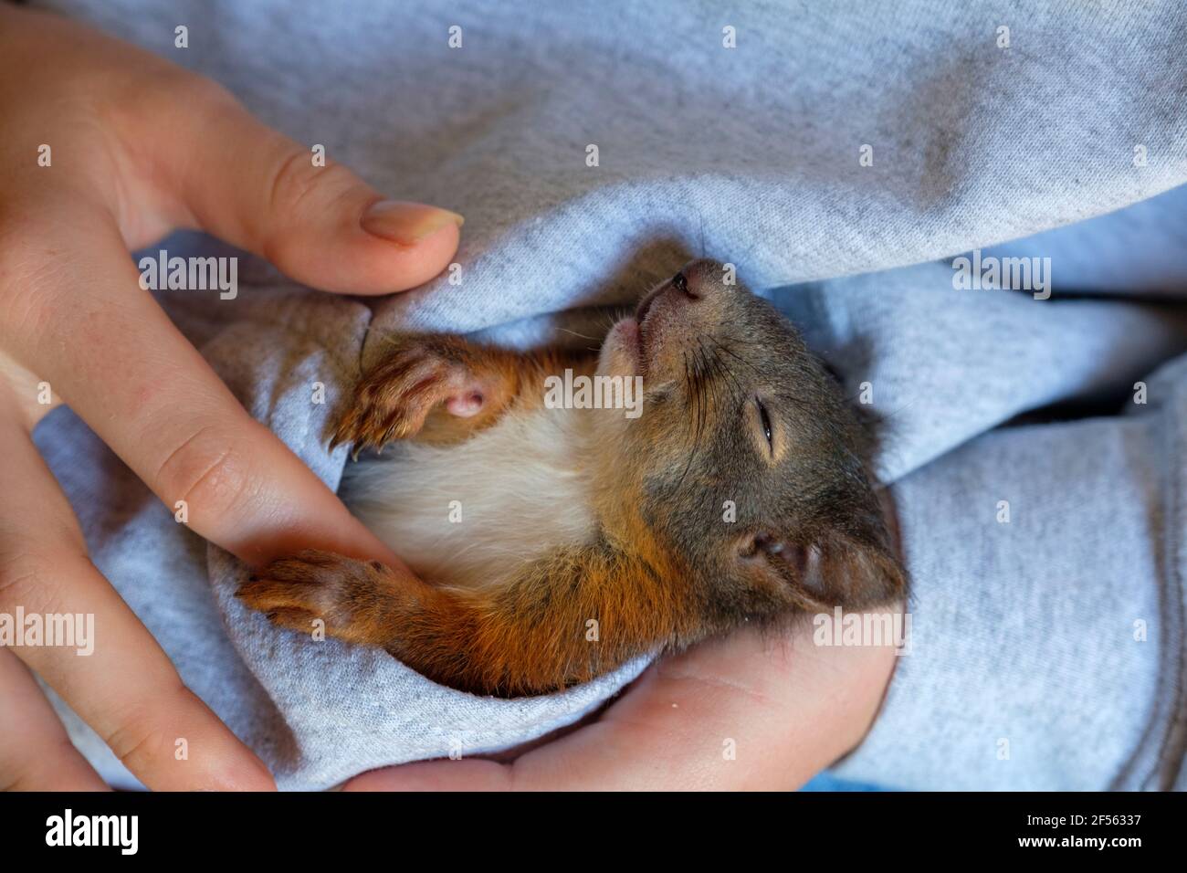 Squirrel sleeping hi-res stock photography and images - Alamy