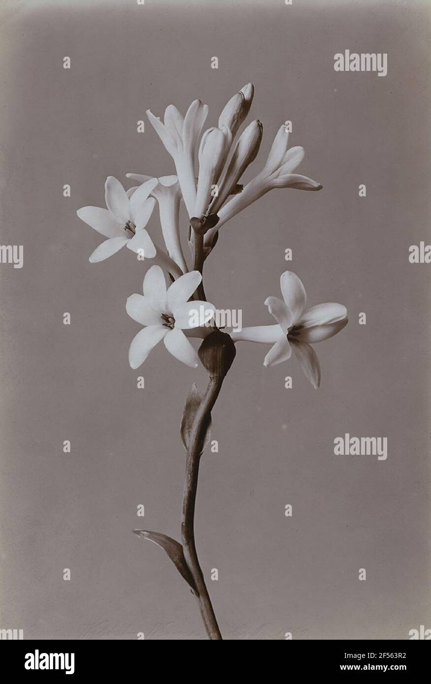 Fragrant qualities hi-res stock photography and images - Alamy