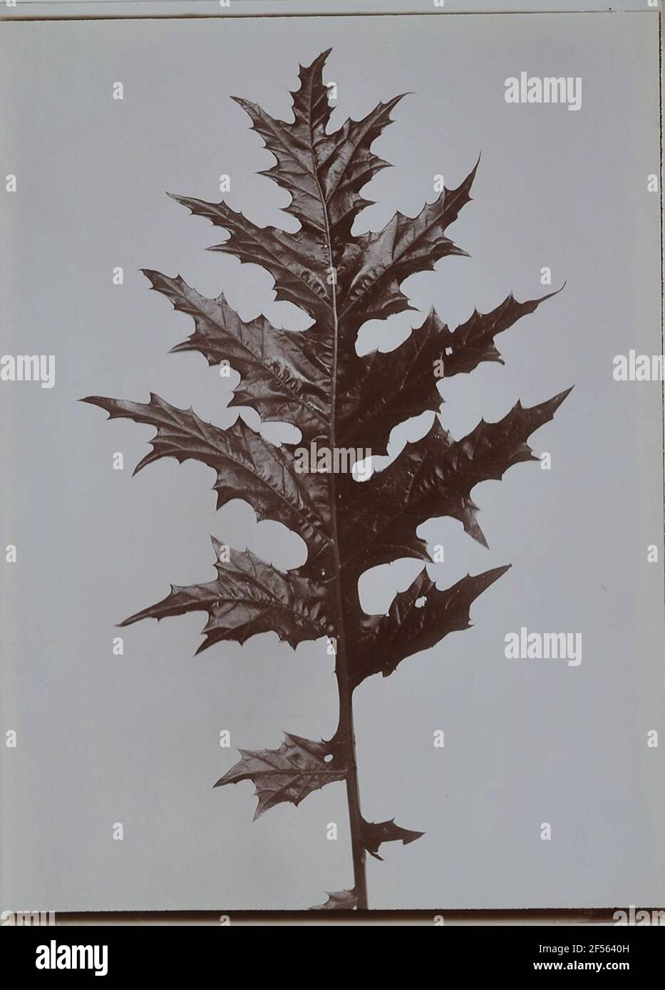Acanthus leaf capitals hi-res stock photography and images - Alamy