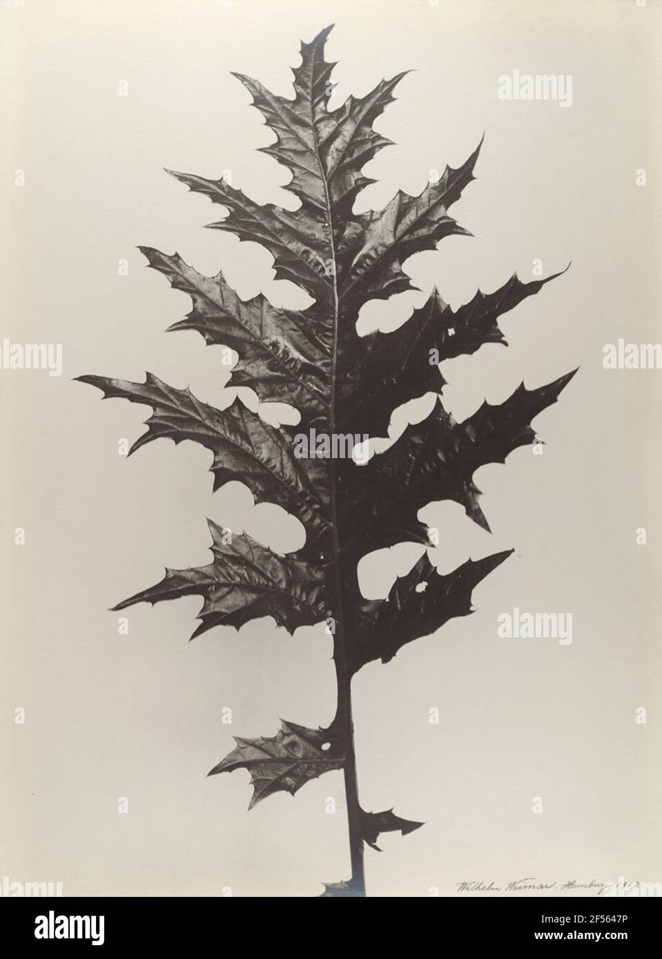 Akanthus hi-res stock photography and images - Alamy