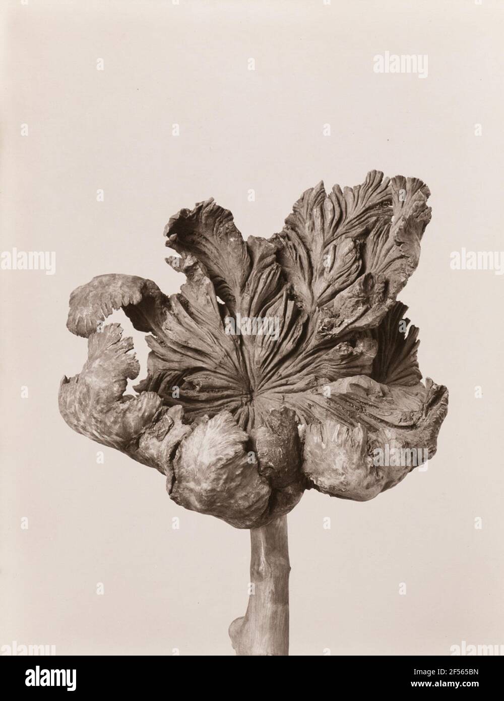 Plant object Stock Photo - Alamy