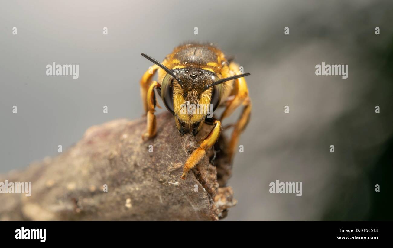 European wool carder bee (lat. Anthidium florentinum), is a territorial ...
