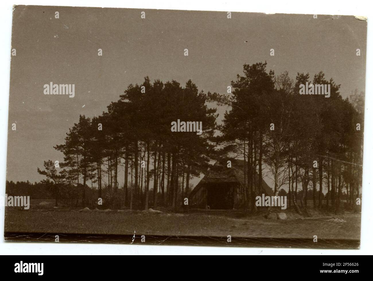 Tree for a life Cut Out Stock Images & Pictures - Alamy