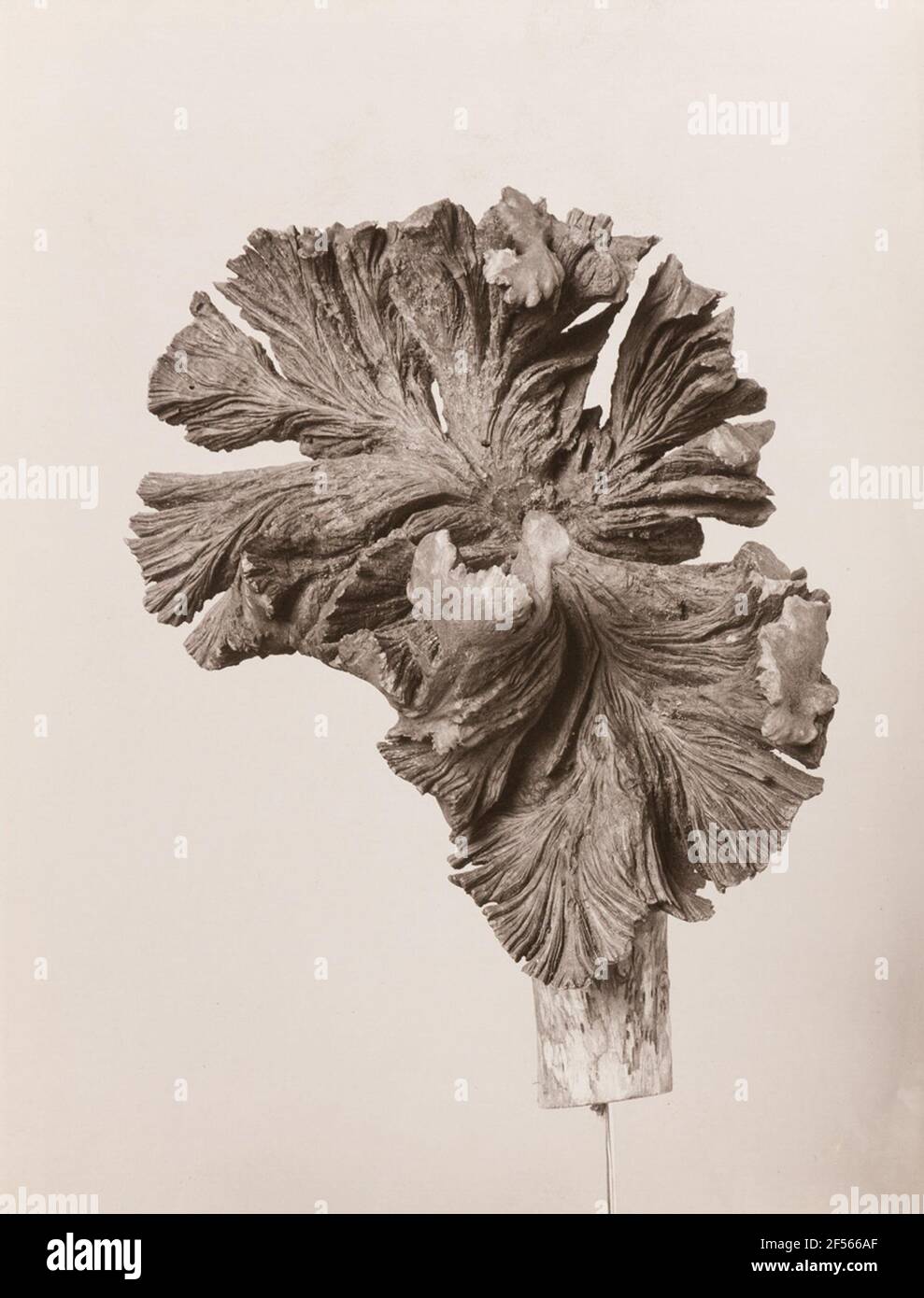 Plant object Stock Photo - Alamy