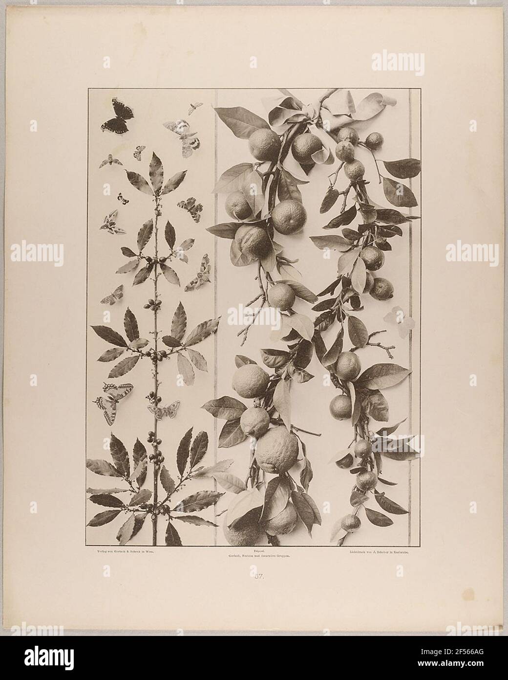 57. Filling and feston made of laurel, citrones and oranges with ...