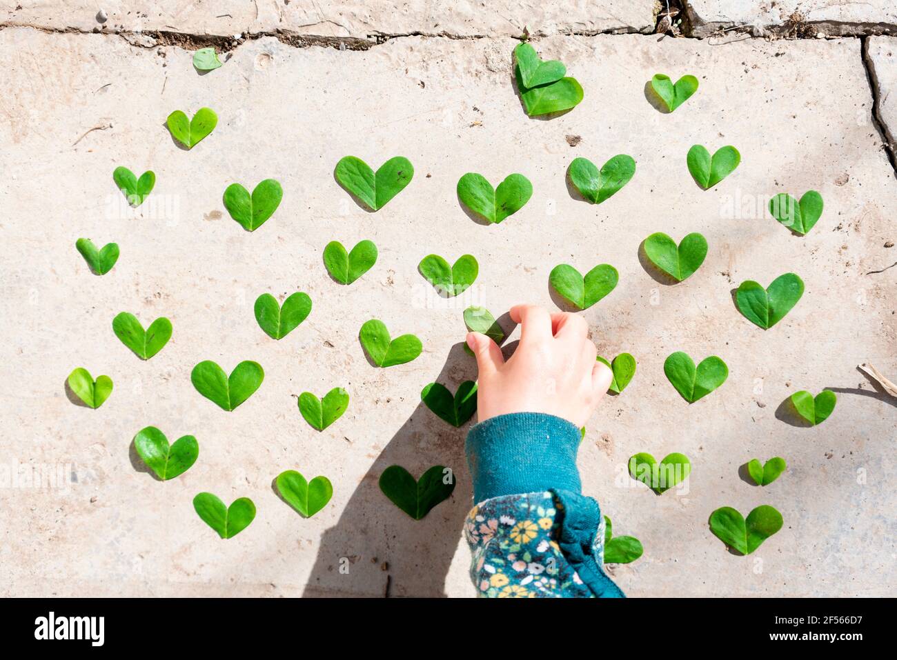 Hand shaped leaves hi-res stock photography and images - Alamy