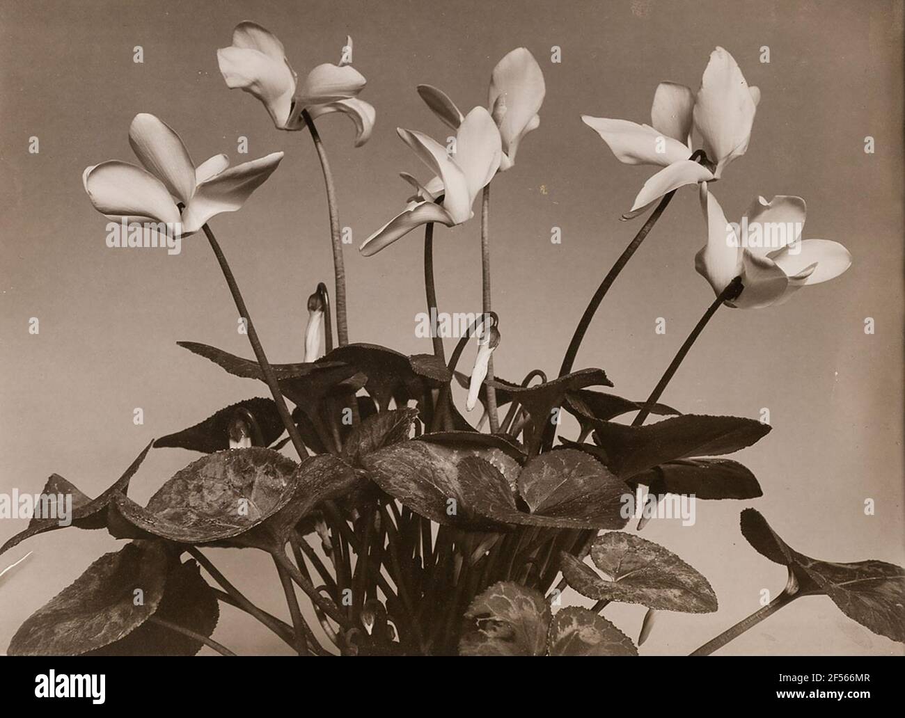 Alpine adaptation hi-res stock photography and images - Alamy