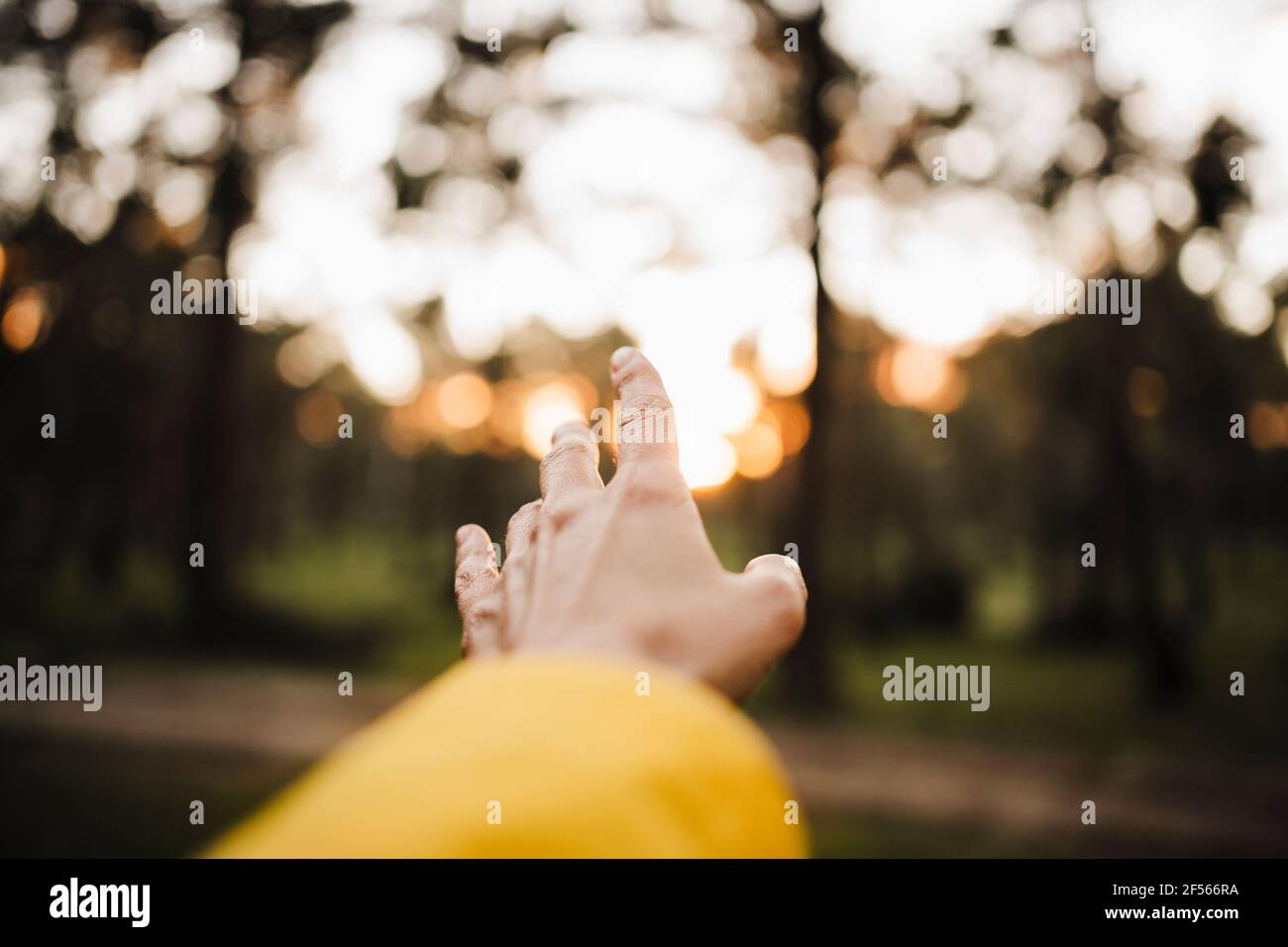 Hand and forest hi-res stock photography and images - Alamy
