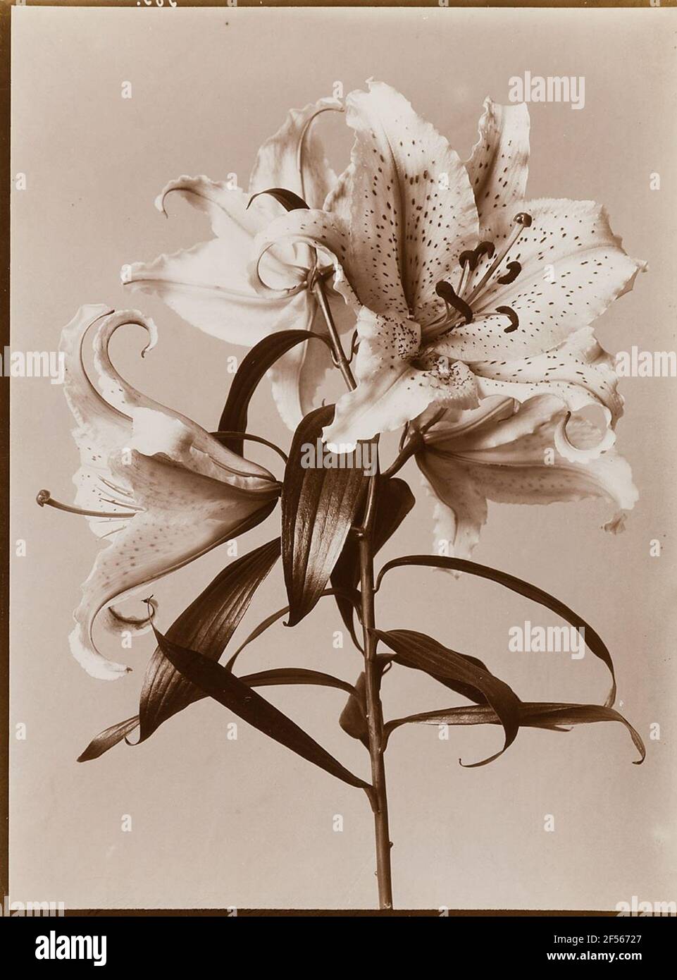 Organic floral form hi-res stock photography and images - Alamy