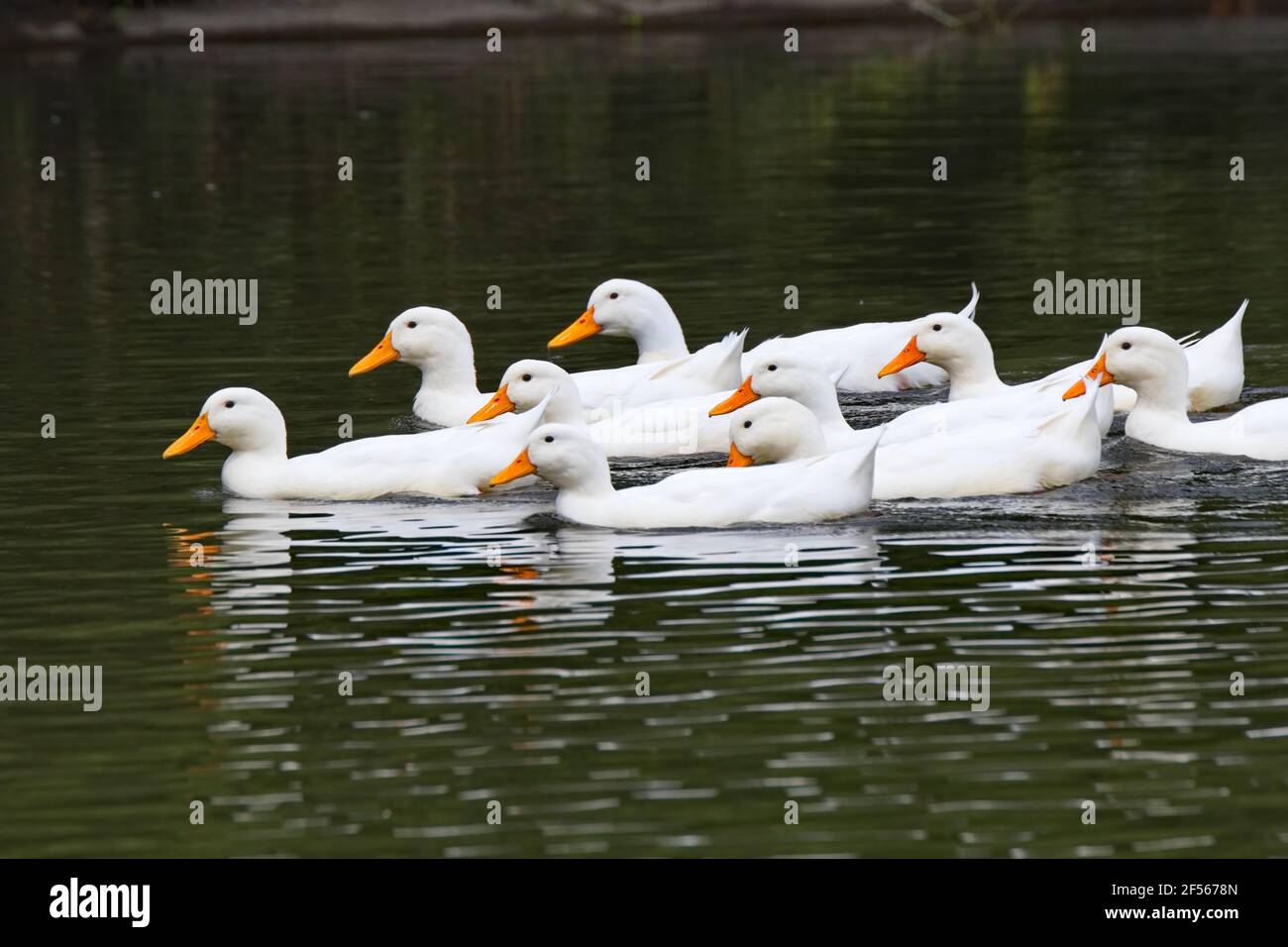 Horizontal view of a small flock of German Pekin ducks doing a ...