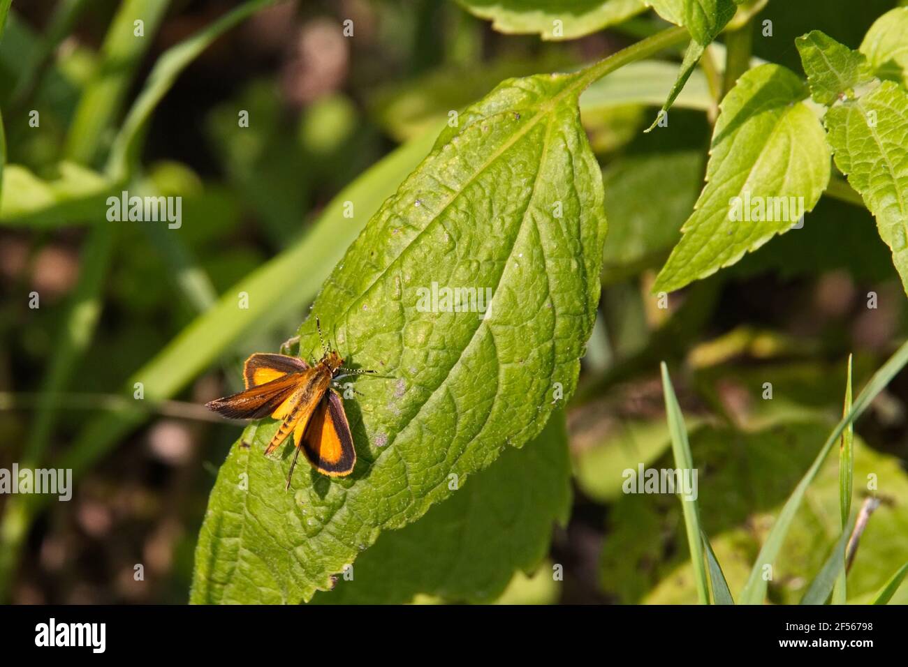 Horizontal view of a Woodland Skipper Butterfly speading its jet like ...