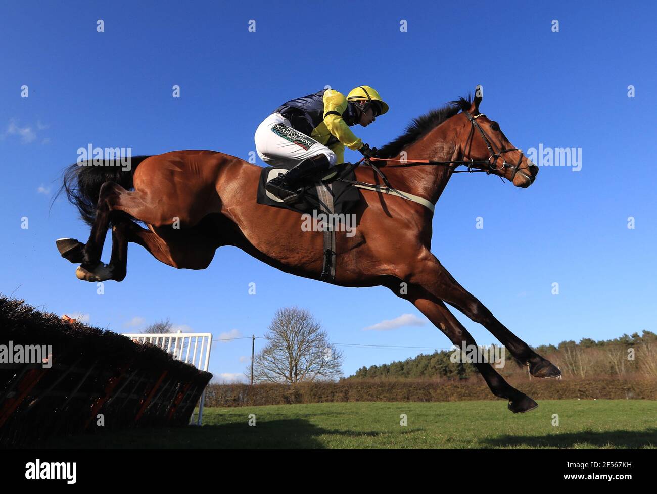 Morgan Horse Racing High Resolution Stock Photography and Images - Alamy