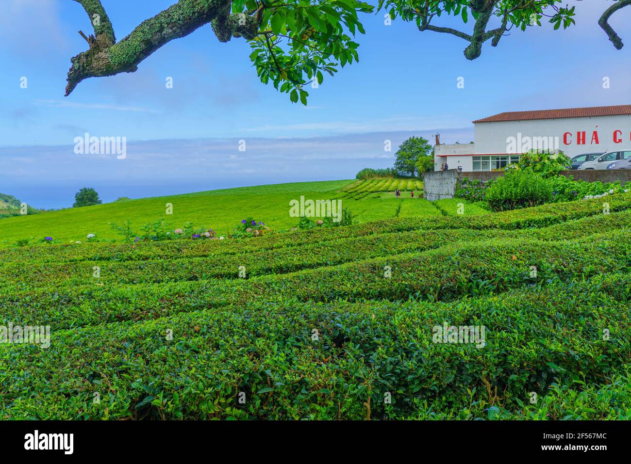 Tea factory and plantation hi-res stock photography and images - Alamy