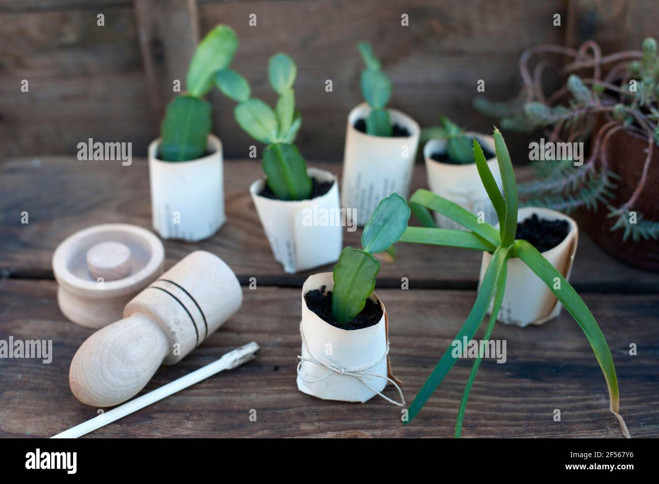 Box plant pot hi-res stock photography and images - Alamy
