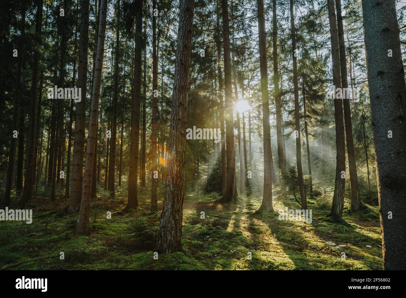 Sunshine streaming through trees hi-res stock photography and images ...