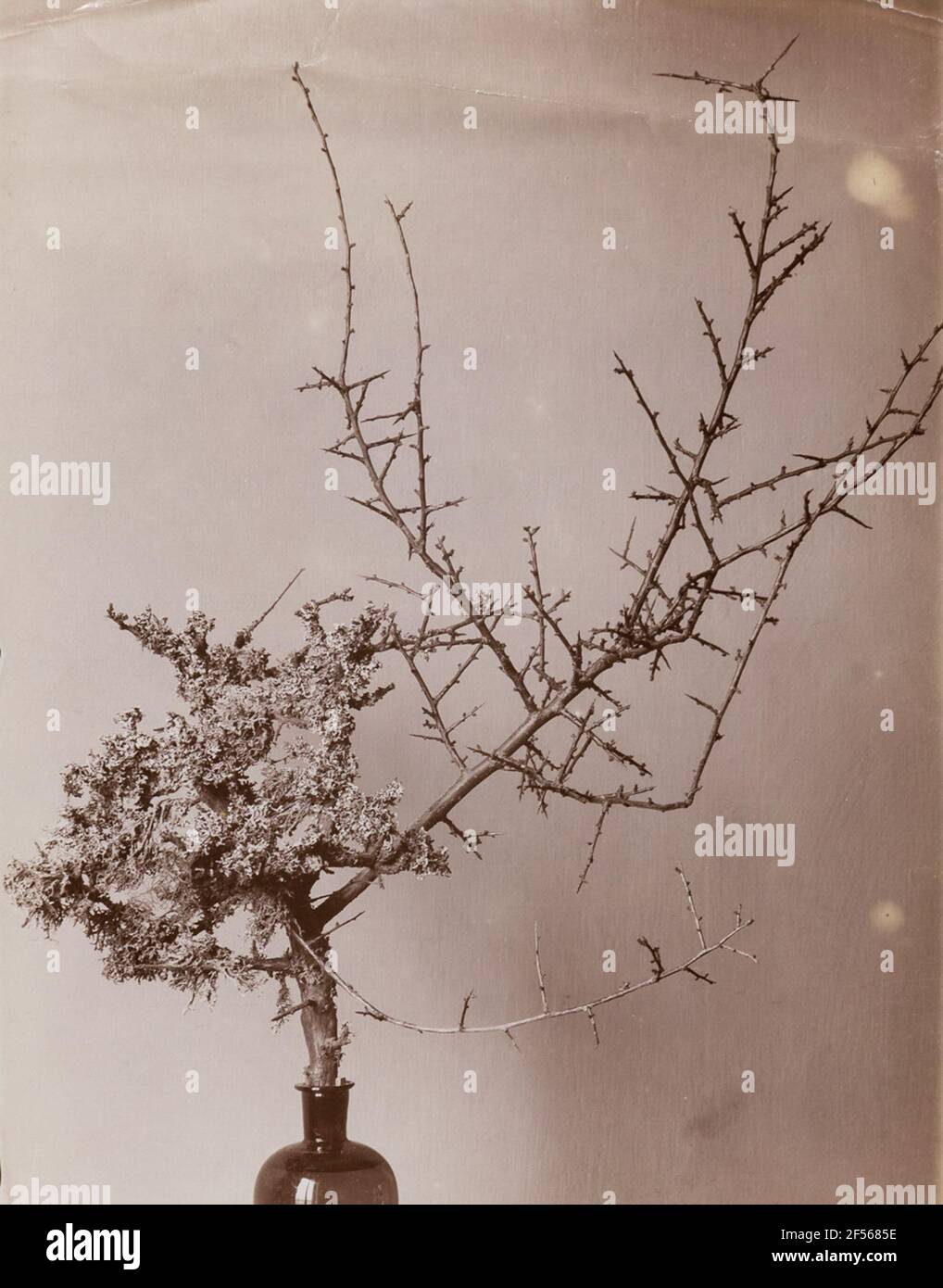 With braids overgrown Schleedorn branch Stock Photo - Alamy