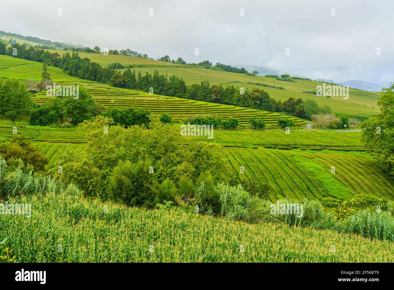 Cha Gorreana tea factory plantation in green summer colours on Sao ...
