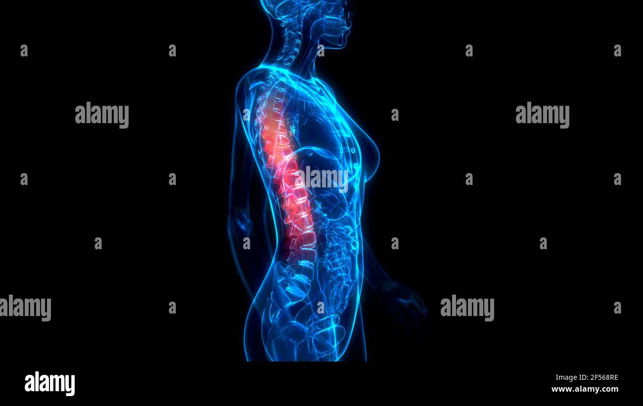 medical 3d illustration, Thoracic, middle zone of spine on x ray ...