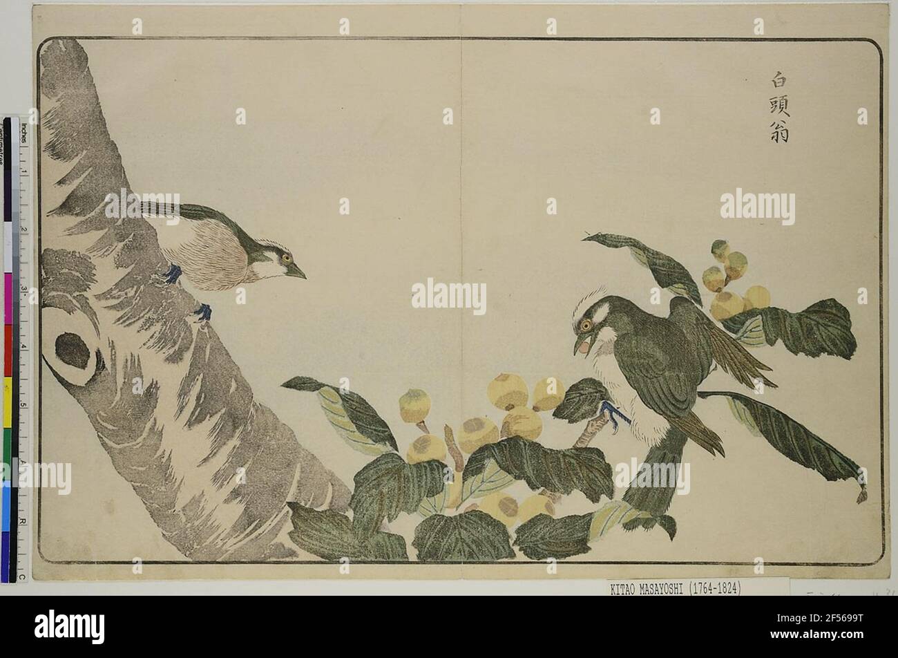 Bülbül couple on a defel tree, from the book: pictures of imported ...