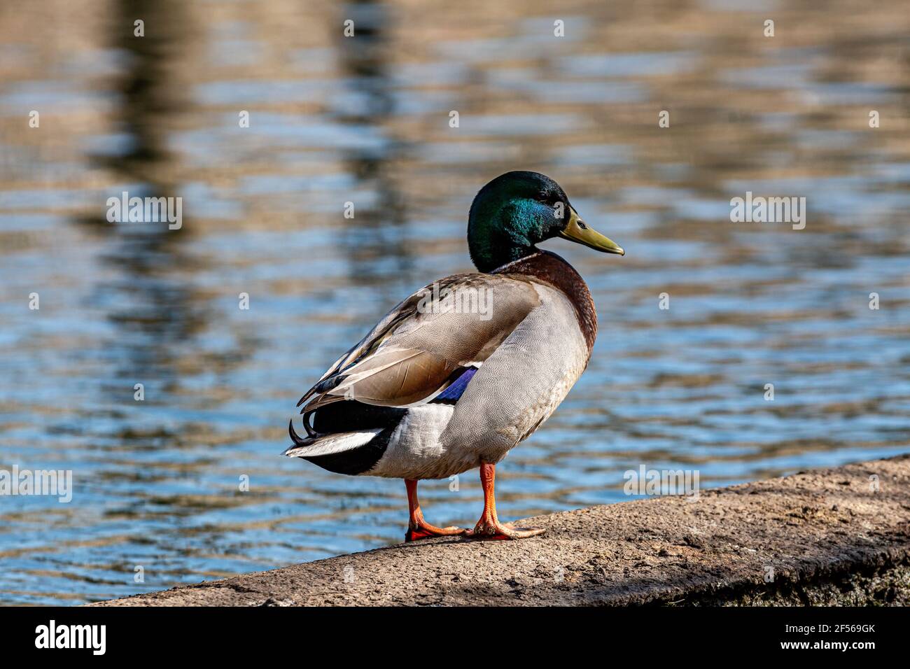 Mallard standing in shallow water hi-res stock photography and images ...