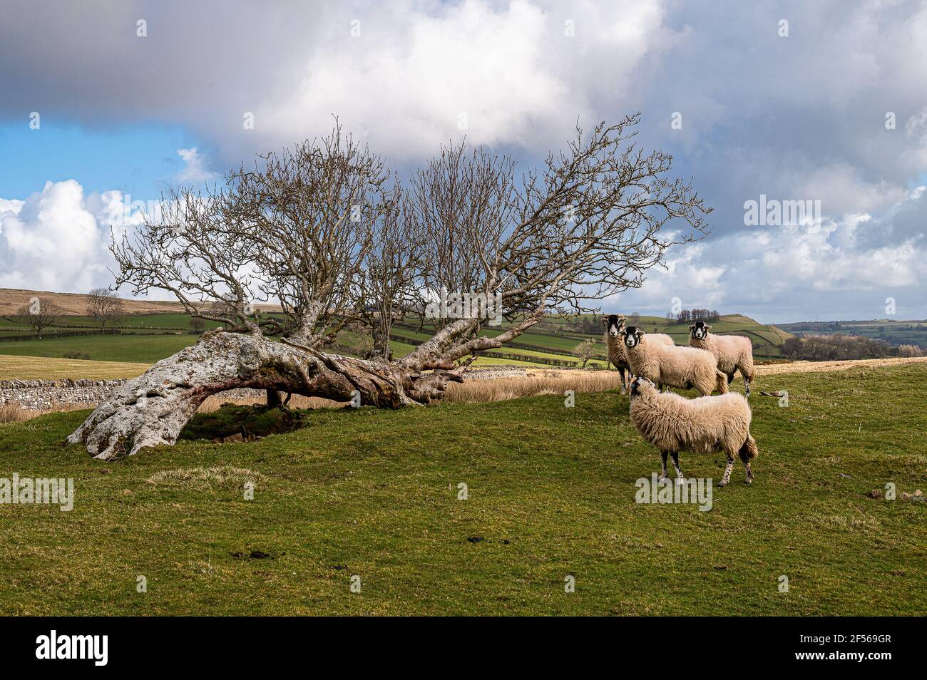 Sheep eating tree hi-res stock photography and images - Alamy