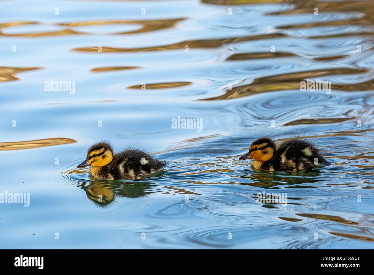 Ducklings in sunshine hi-res stock photography and images - Alamy