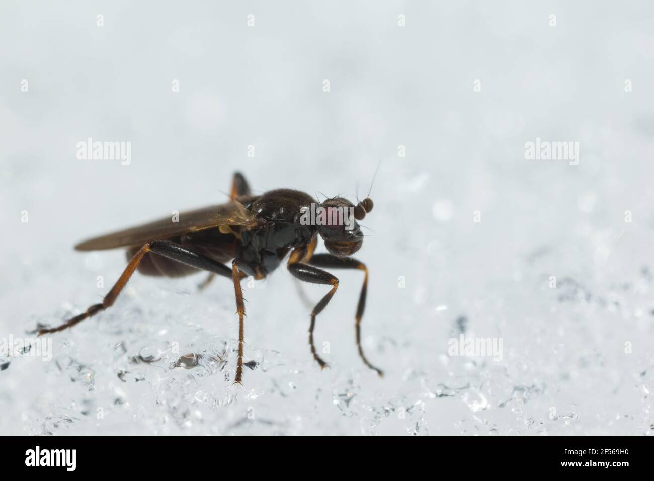 Lesser dung fly (Sphaeroceridae) walking on snow Stock Photo - Alamy