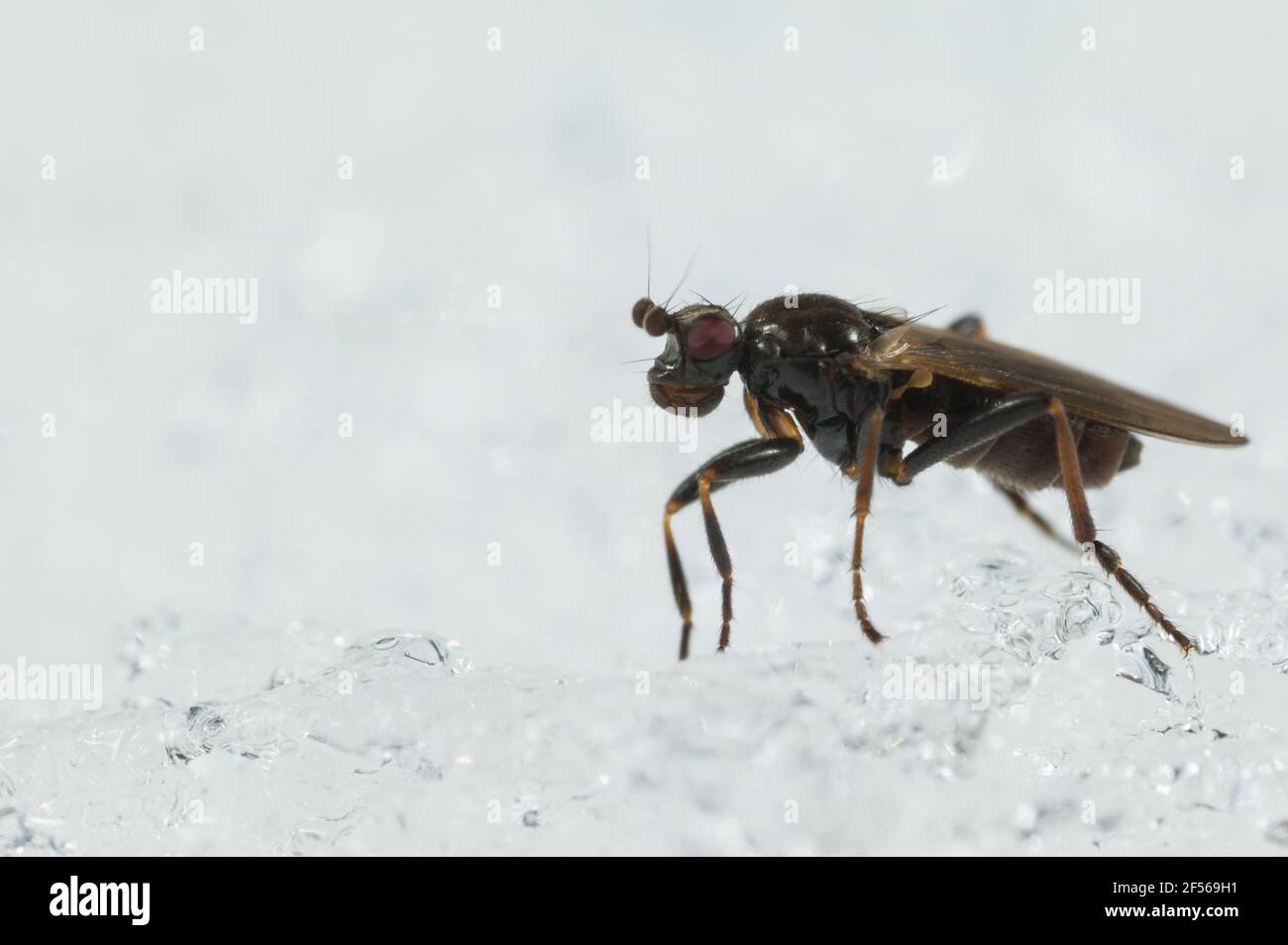 Sphaeroceridae hi-res stock photography and images - Alamy