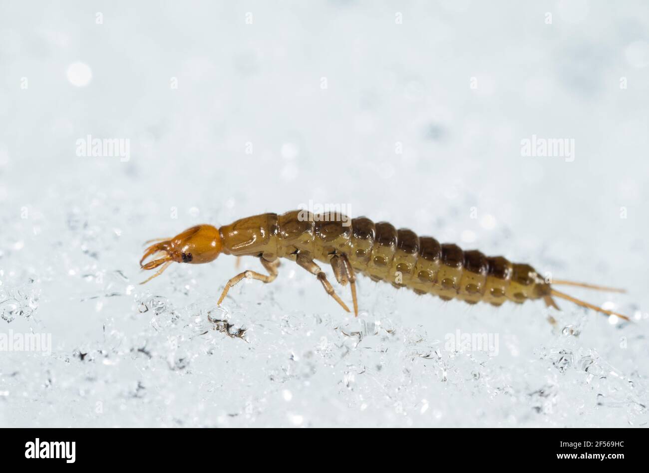 Rove beetle larva hi-res stock photography and images - Alamy