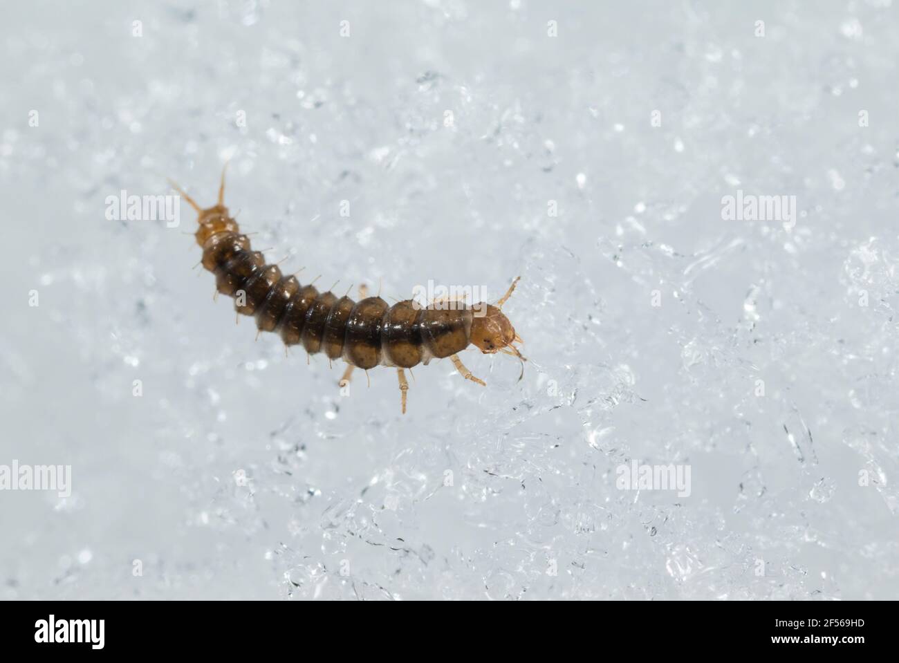 Rove beetle larva walking on snow Stock Photo - Alamy
