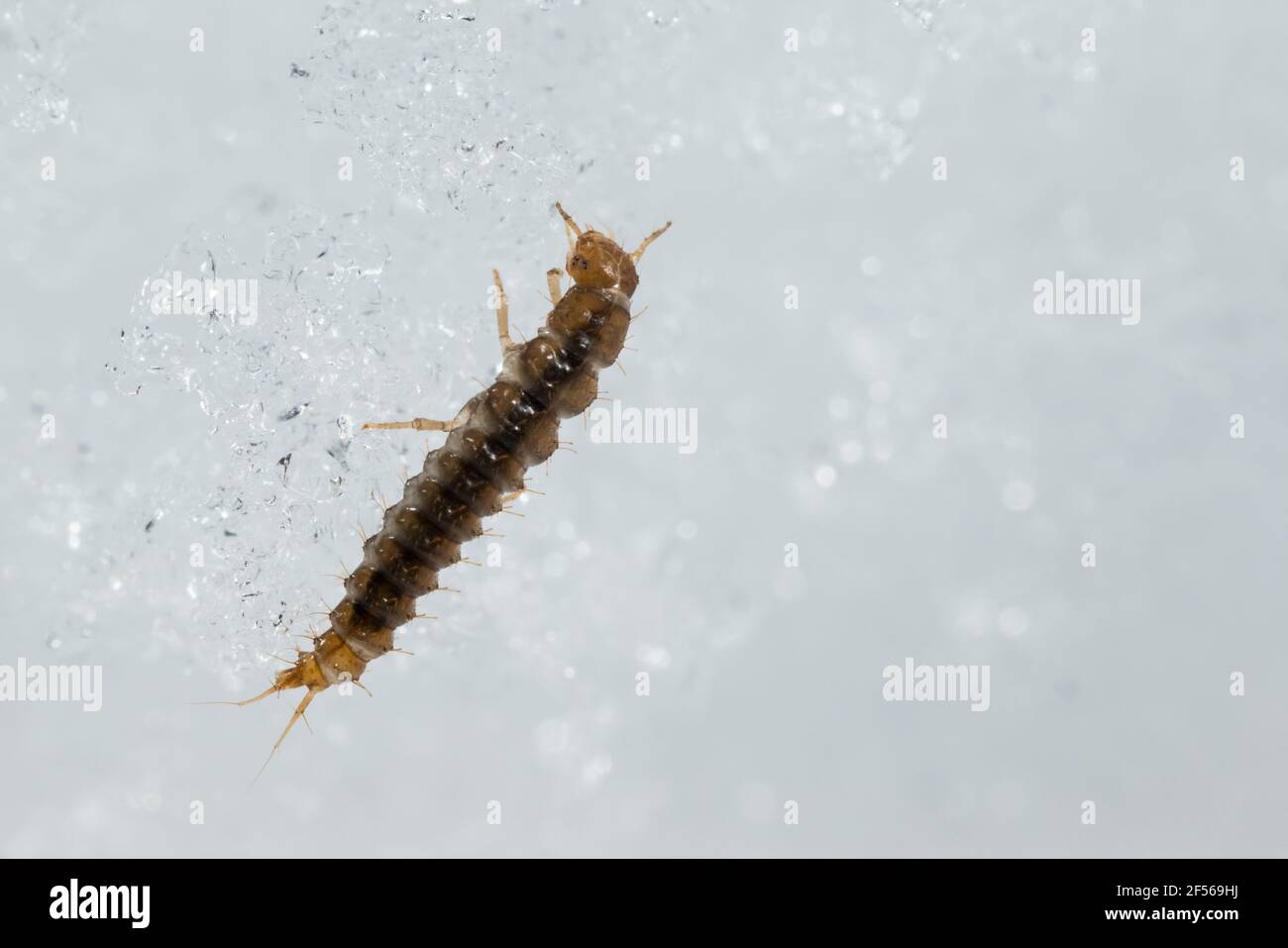 Rove beetle larva walking on snow Stock Photo - Alamy