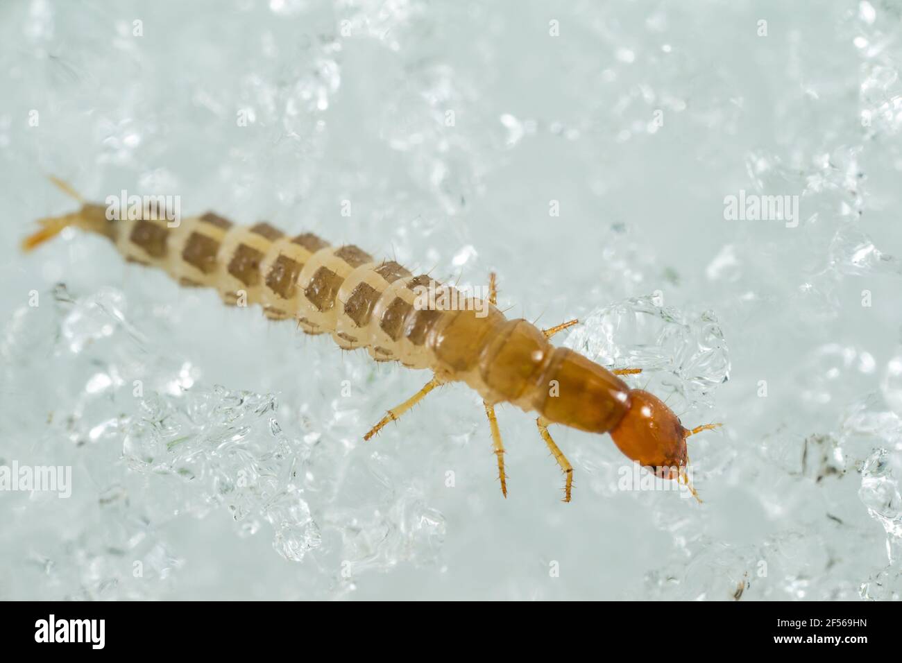 Rove beetle larva hi-res stock photography and images - Alamy