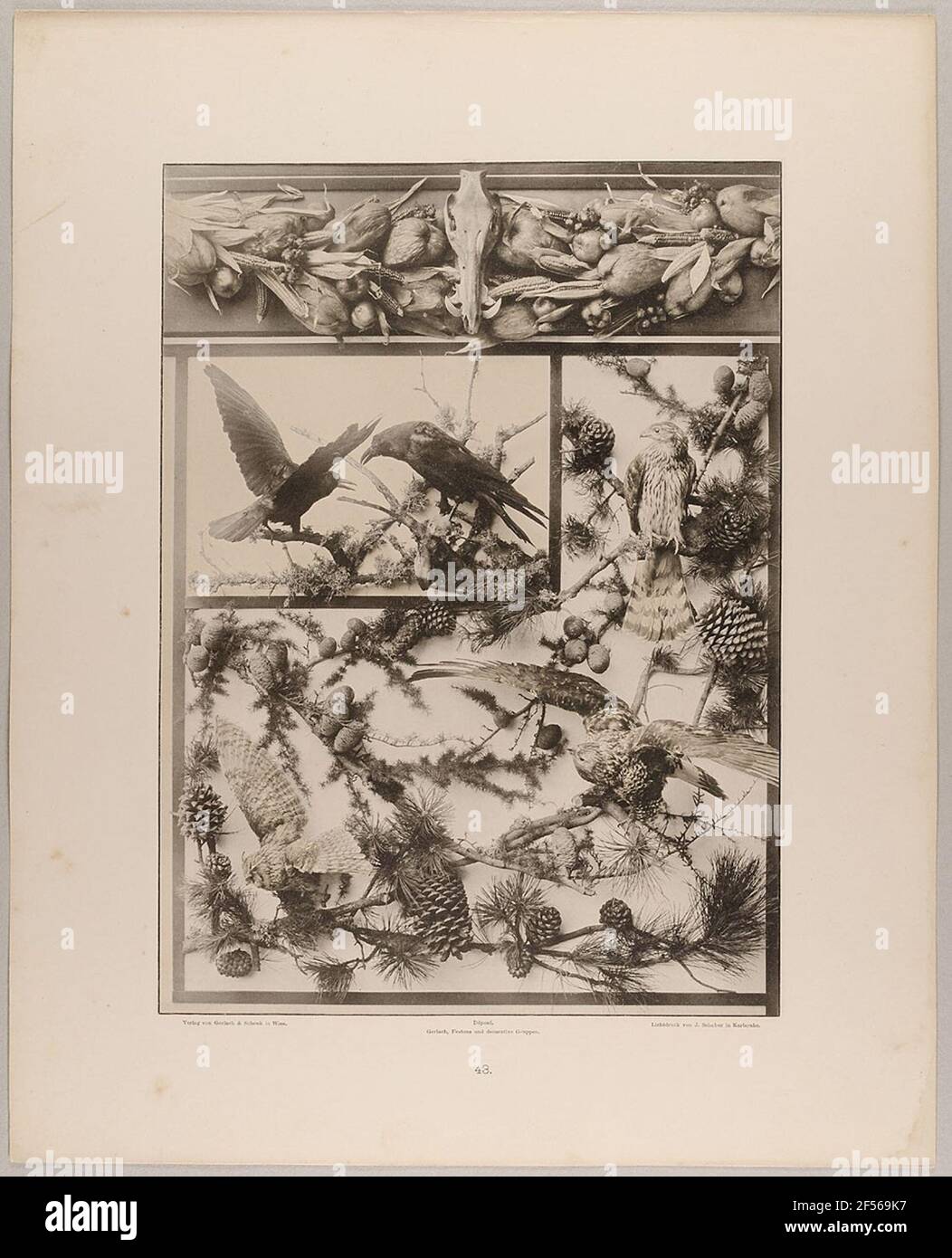 43. Feston, vignette and group of coconuts, quince, corn, animal skull ...