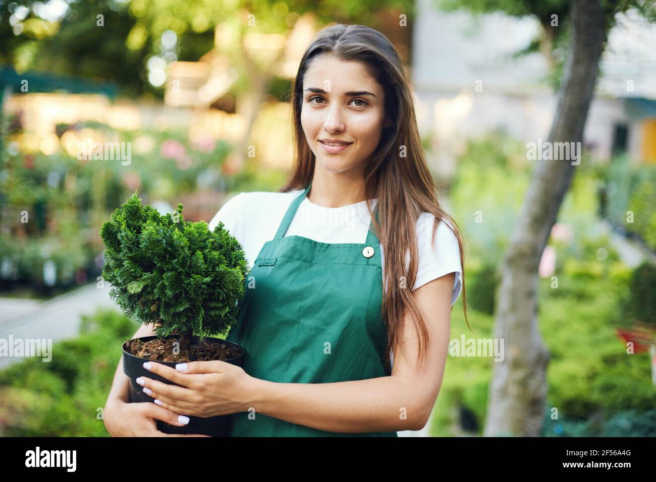 Female gardener holding a bonsai tree in a pot looking at camera. Owner ...