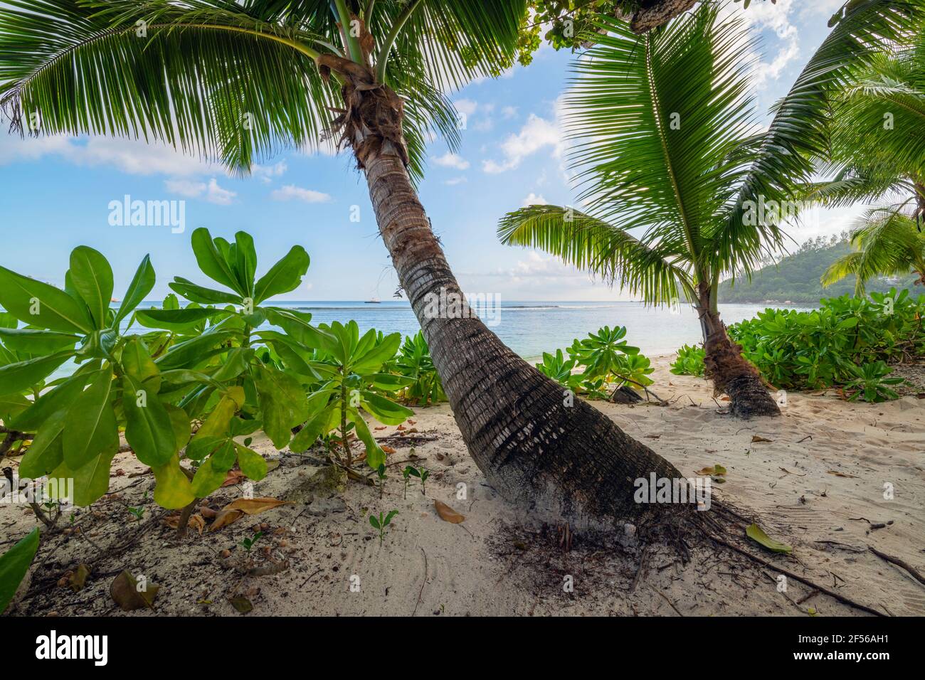 Ocean growing trees hi-res stock photography and images - Alamy