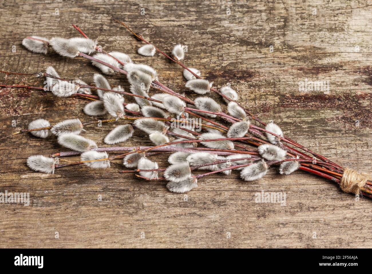 Sprig of willow on vintage wooden boards background. Willow seals ...