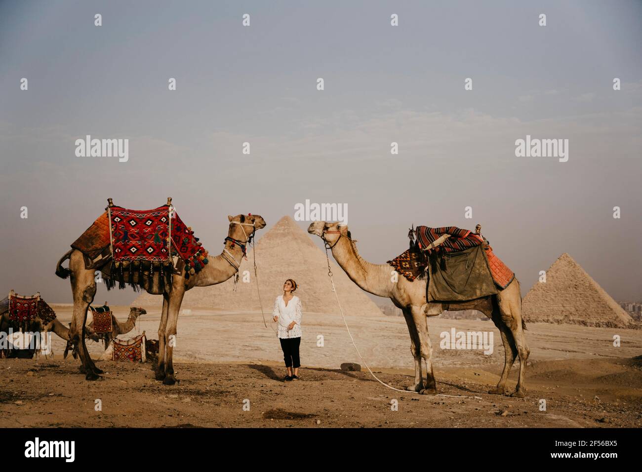 Female tourist standing between camels giza pyramids background hi-res ...