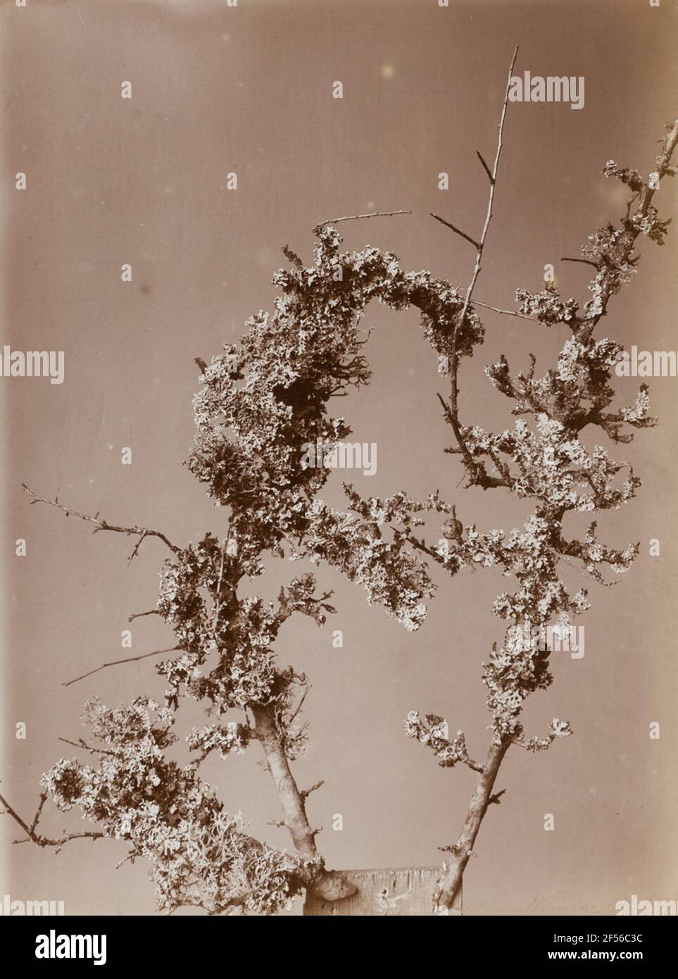 With braids overgrown Schleedorn branch Stock Photo - Alamy