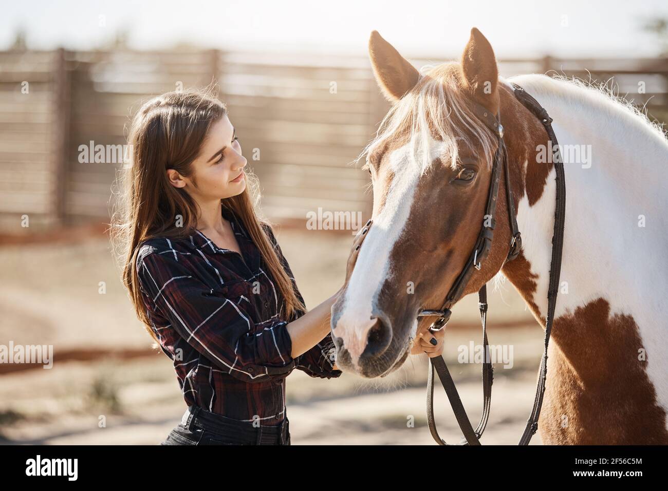 Young female barn manager taking care and talking to a young stallion ...