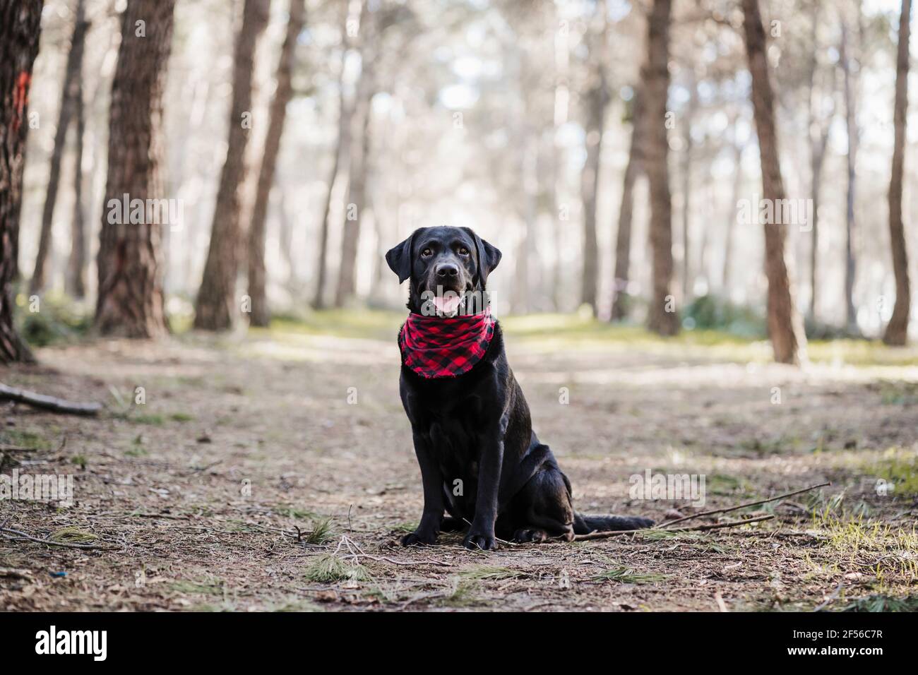 Black labrador in forest hi-res stock photography and images - Alamy