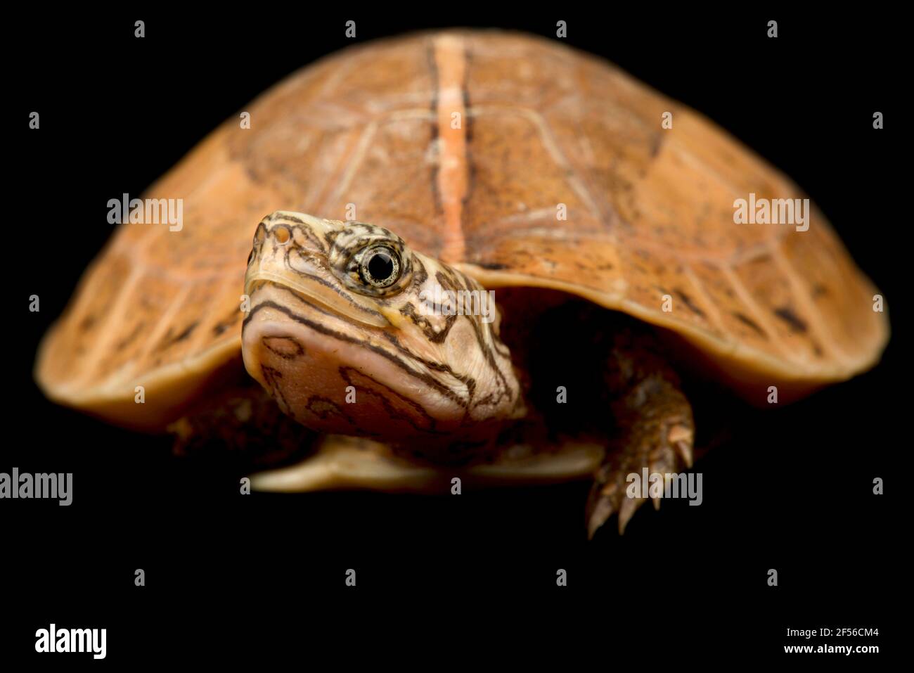 Central vietnamese flowerback box turtle hi-res stock photography and ...