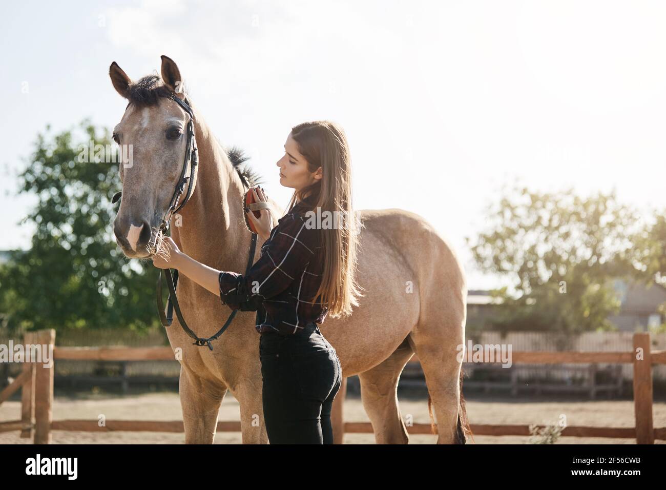 Young woman taking care of a horse. Broodmare managers are equine ...
