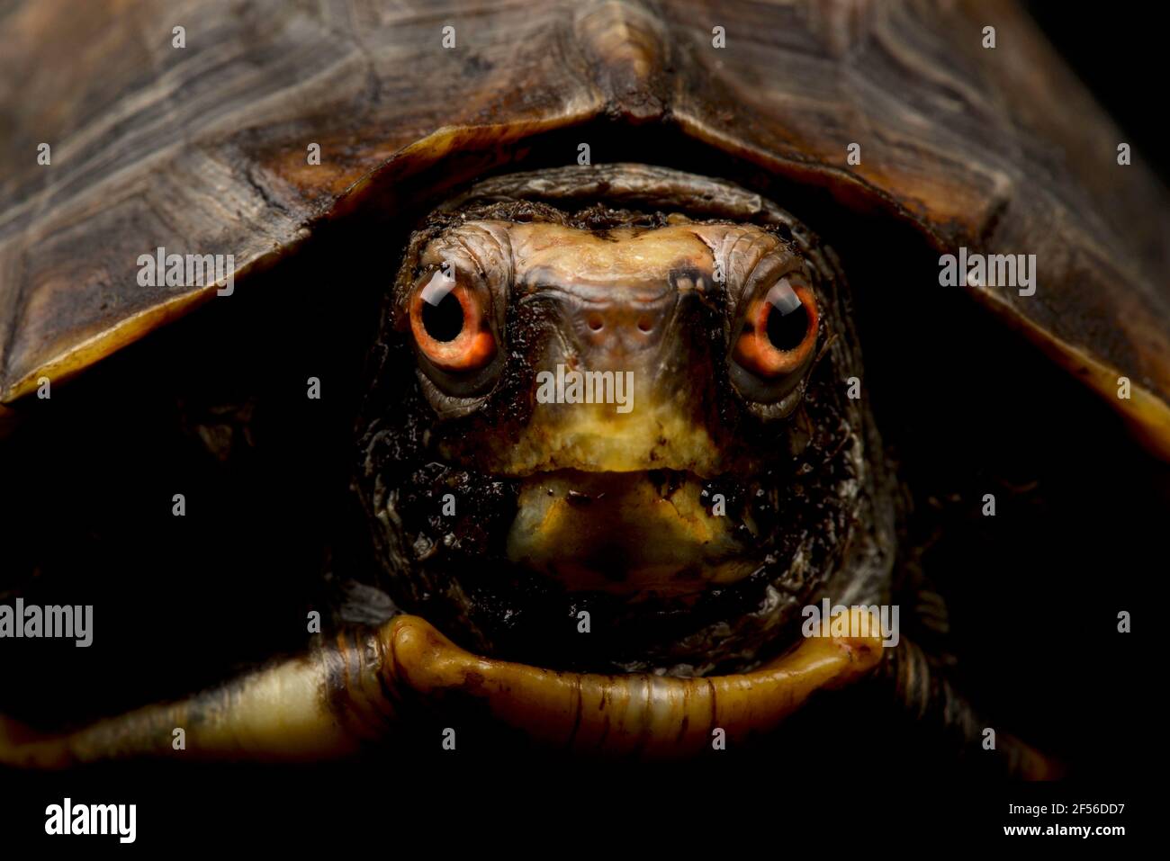 Box turtle hi-res stock photography and images - Alamy