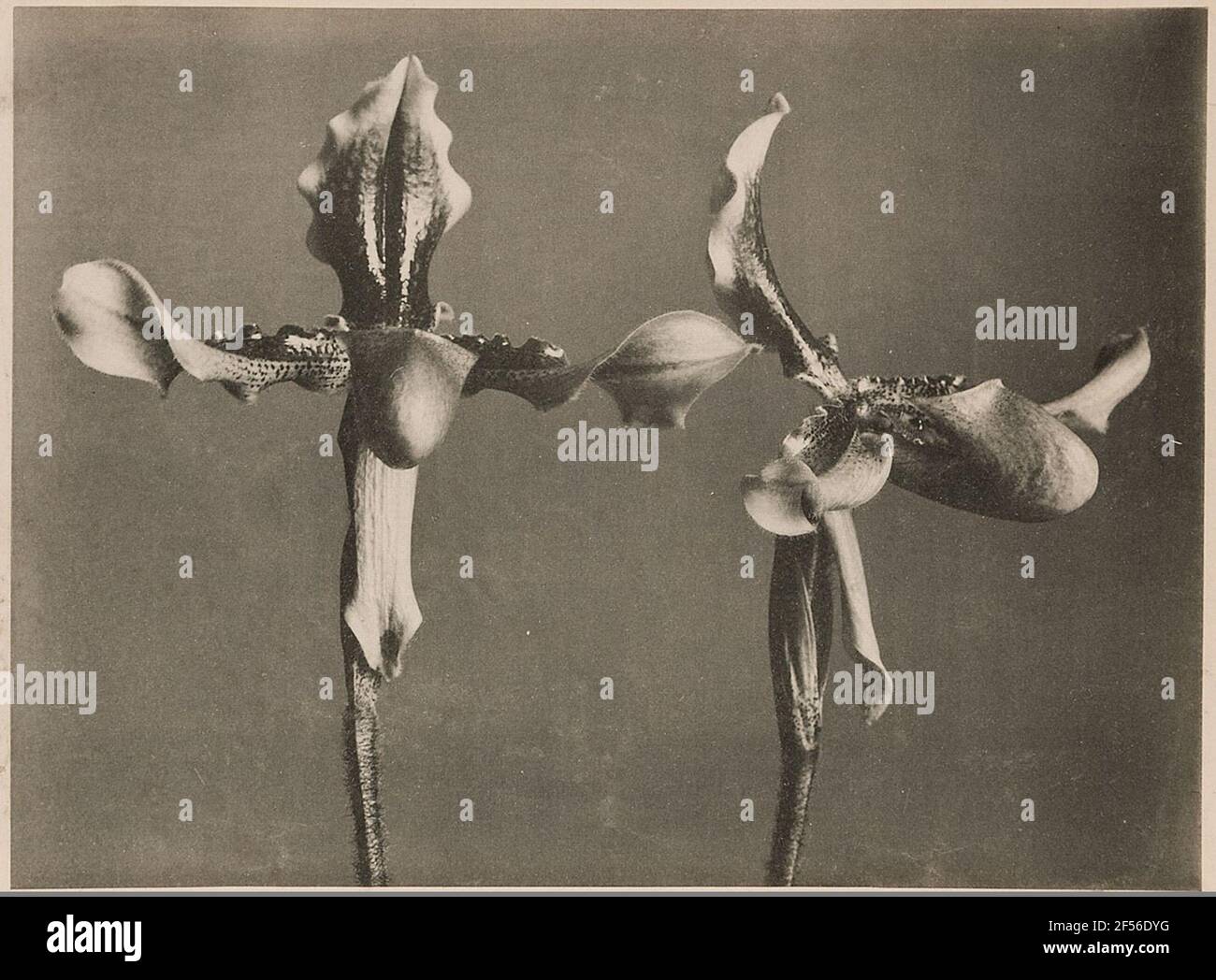 Plant preservation study hi-res stock photography and images - Alamy