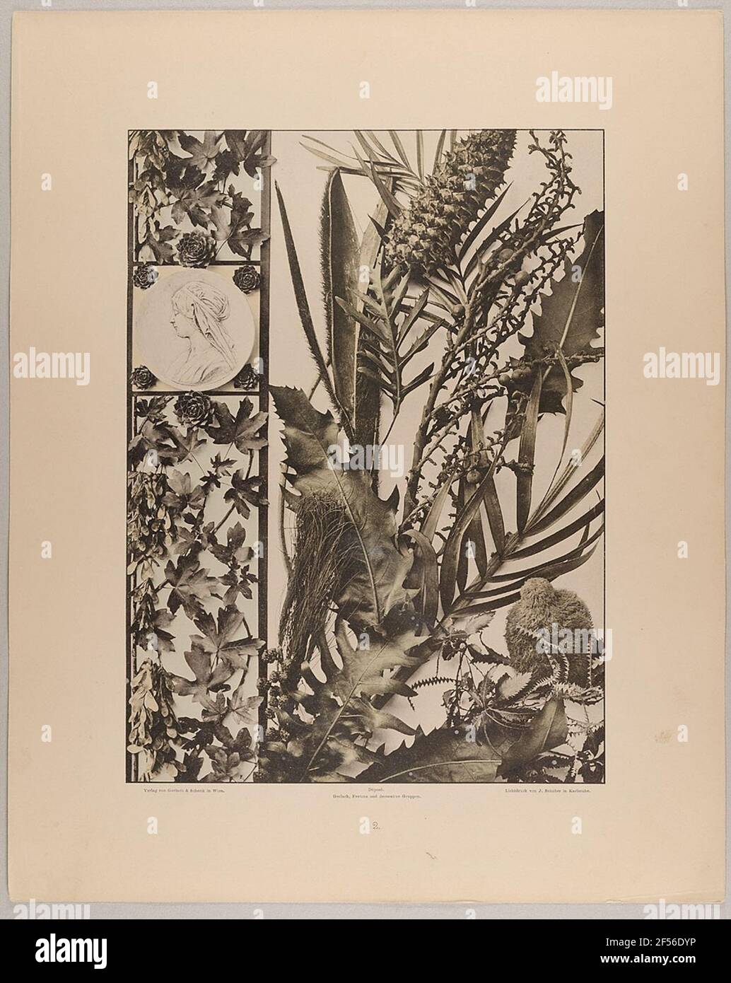 Silver spruce etc hi-res stock photography and images - Alamy