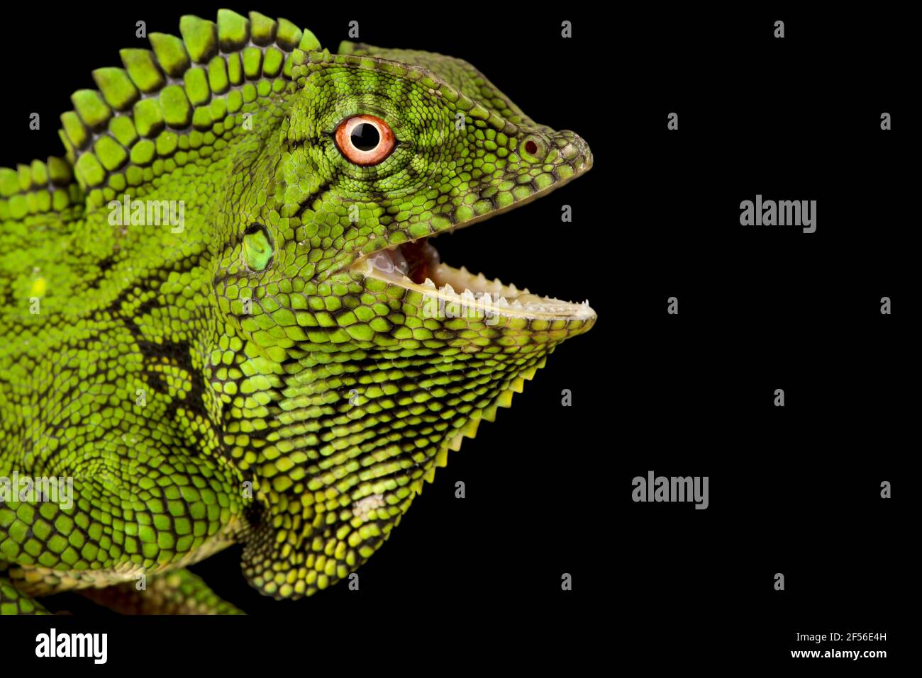 Malaysia lizard hi-res stock photography and images - Alamy