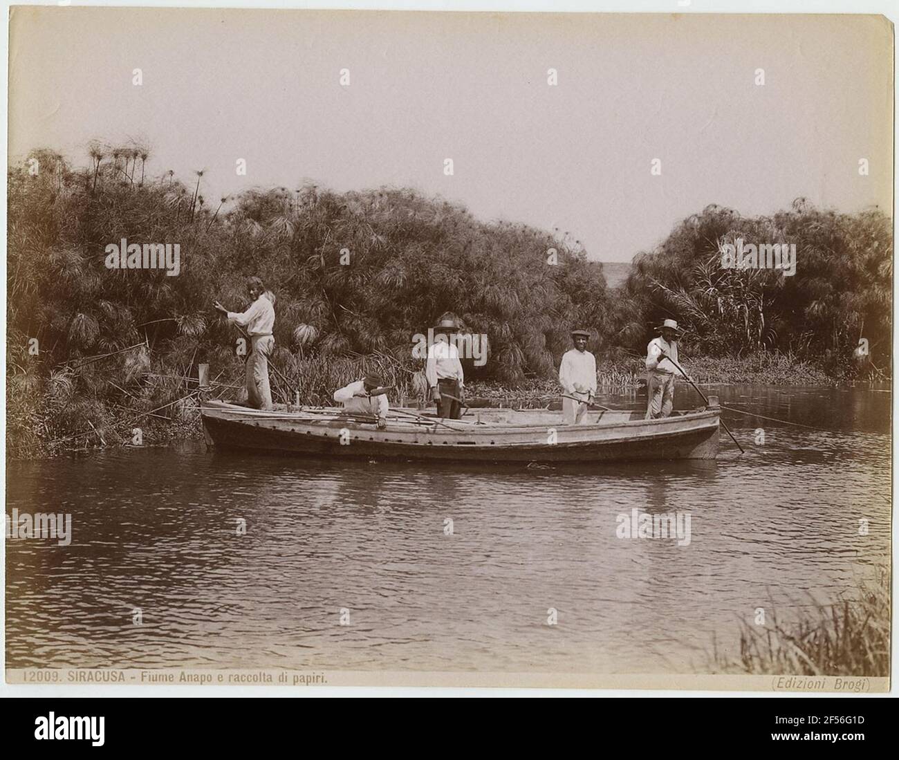 Syracuse - Anapo river and papyrus harvest Stock Photo - Alamy